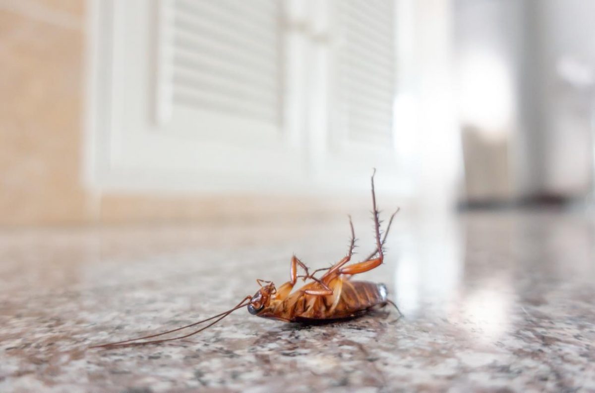 Guaranteed Cockroach Extermination | Prime Pest Control