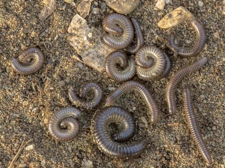 Get Rid Of Millipedes & Worms | Prime Pest Control